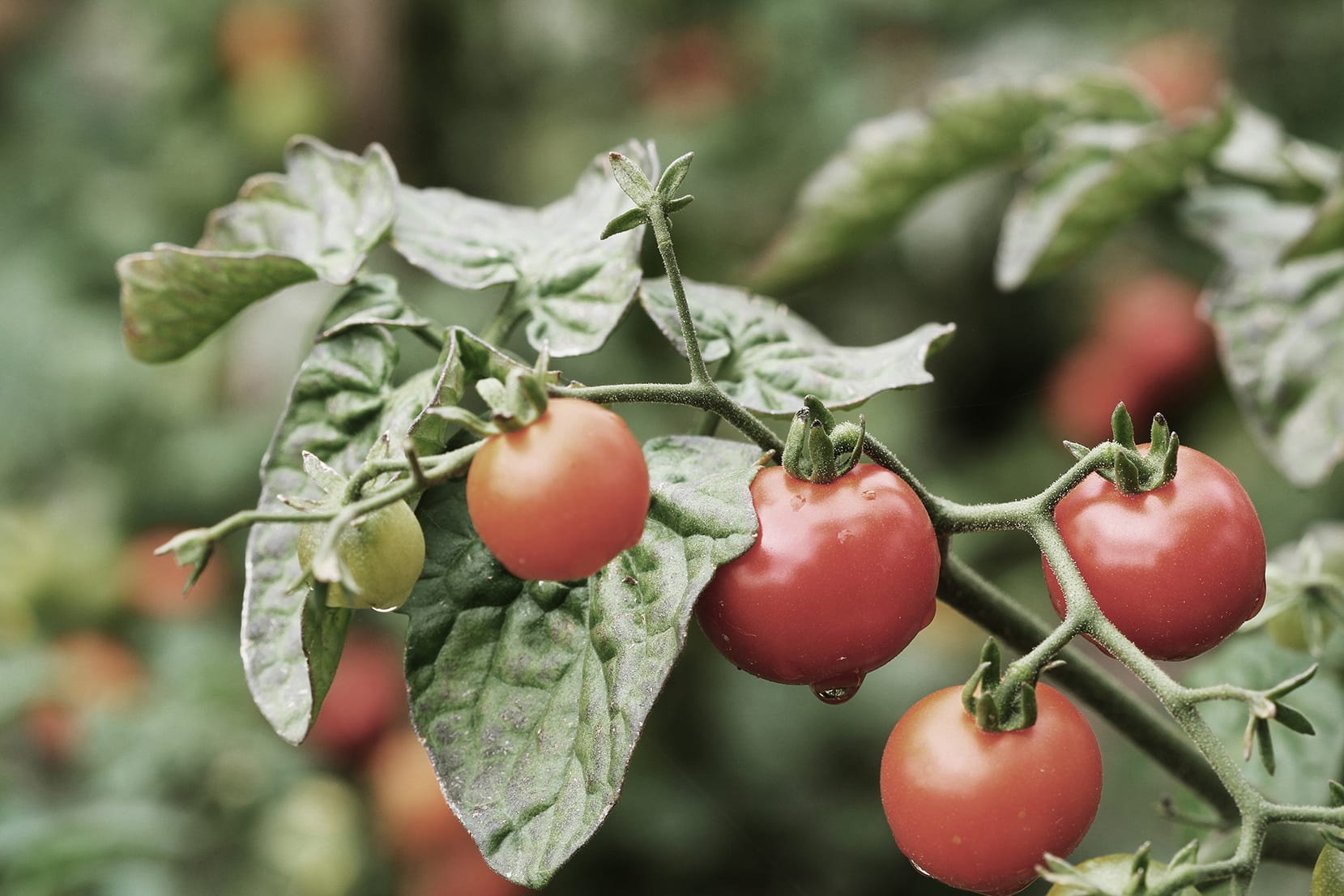 Medici Importers Global